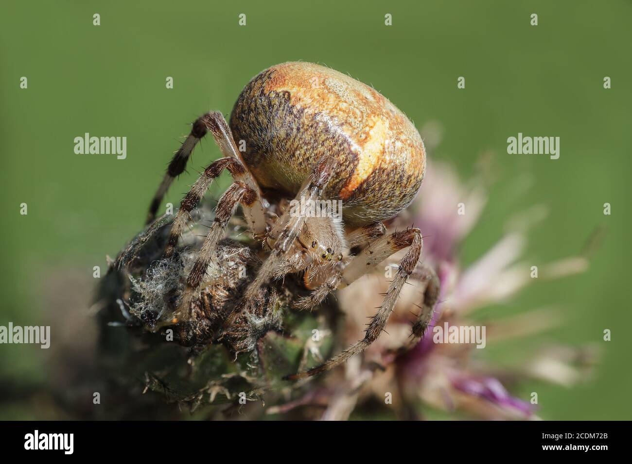 Geometric spider hi-res stock photography and images - Alamy