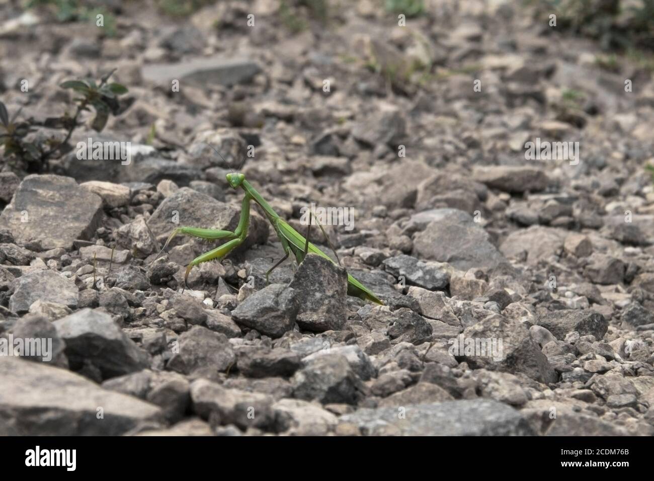 Ground Mantis High Resolution Stock Photography and Images - Alamy