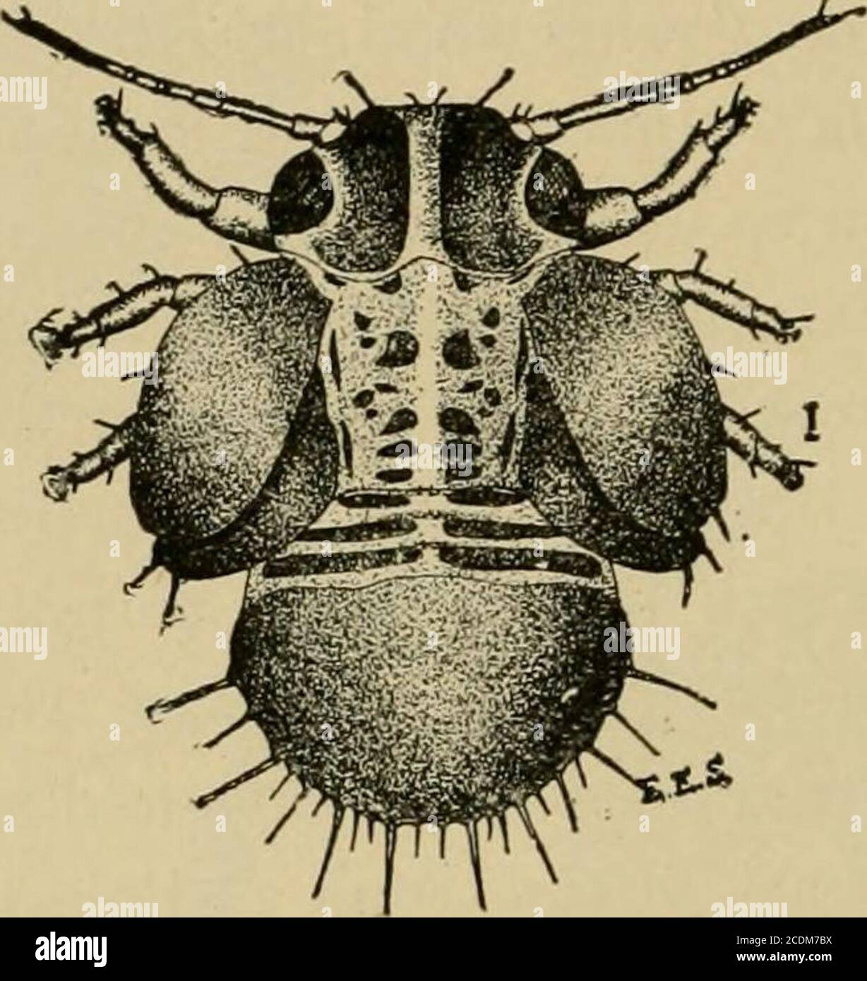 . Insect pests of farm, garden and orchard Stock Photo - Alamy