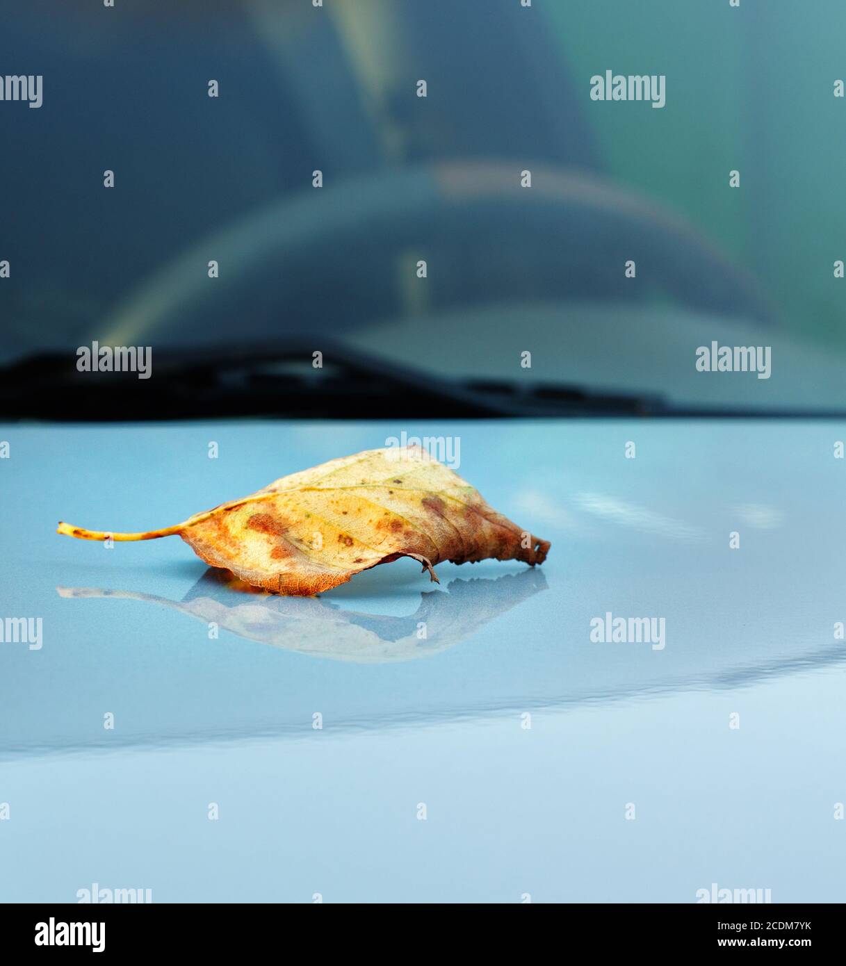 Autumn leaf on car window hi-res stock photography and images - Alamy