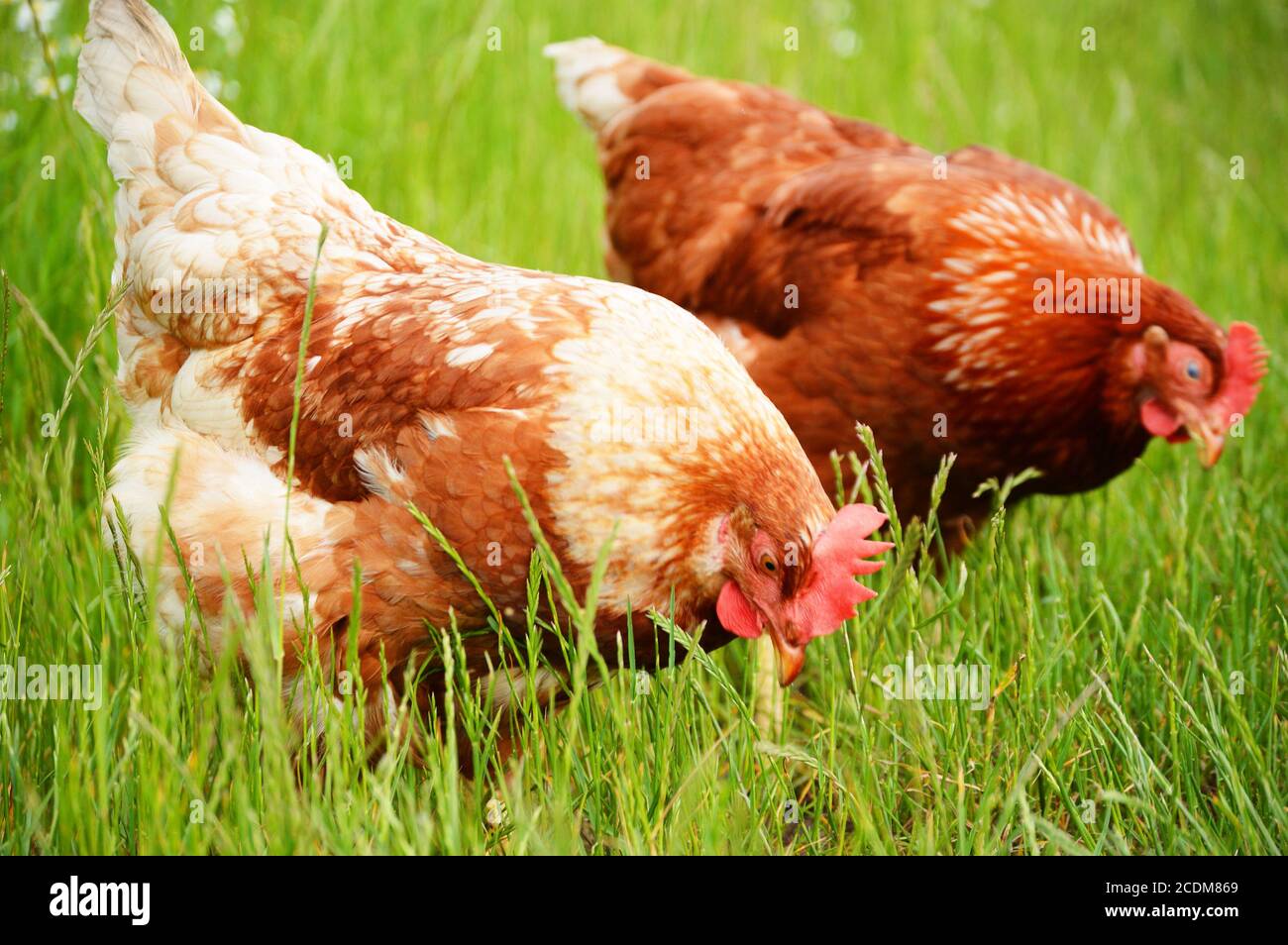 Brown chicken in grass Stock Photo - Alamy
