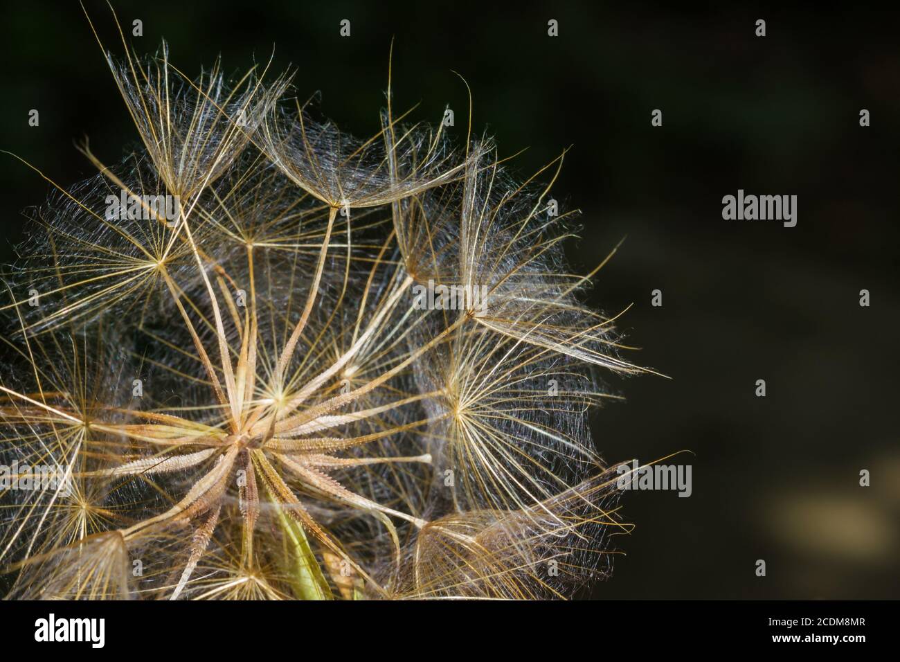 Macro view of some dandelion seeds Stock Photo - Alamy