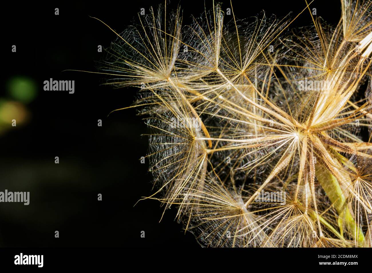Macro view of some dandelion seeds Stock Photo - Alamy