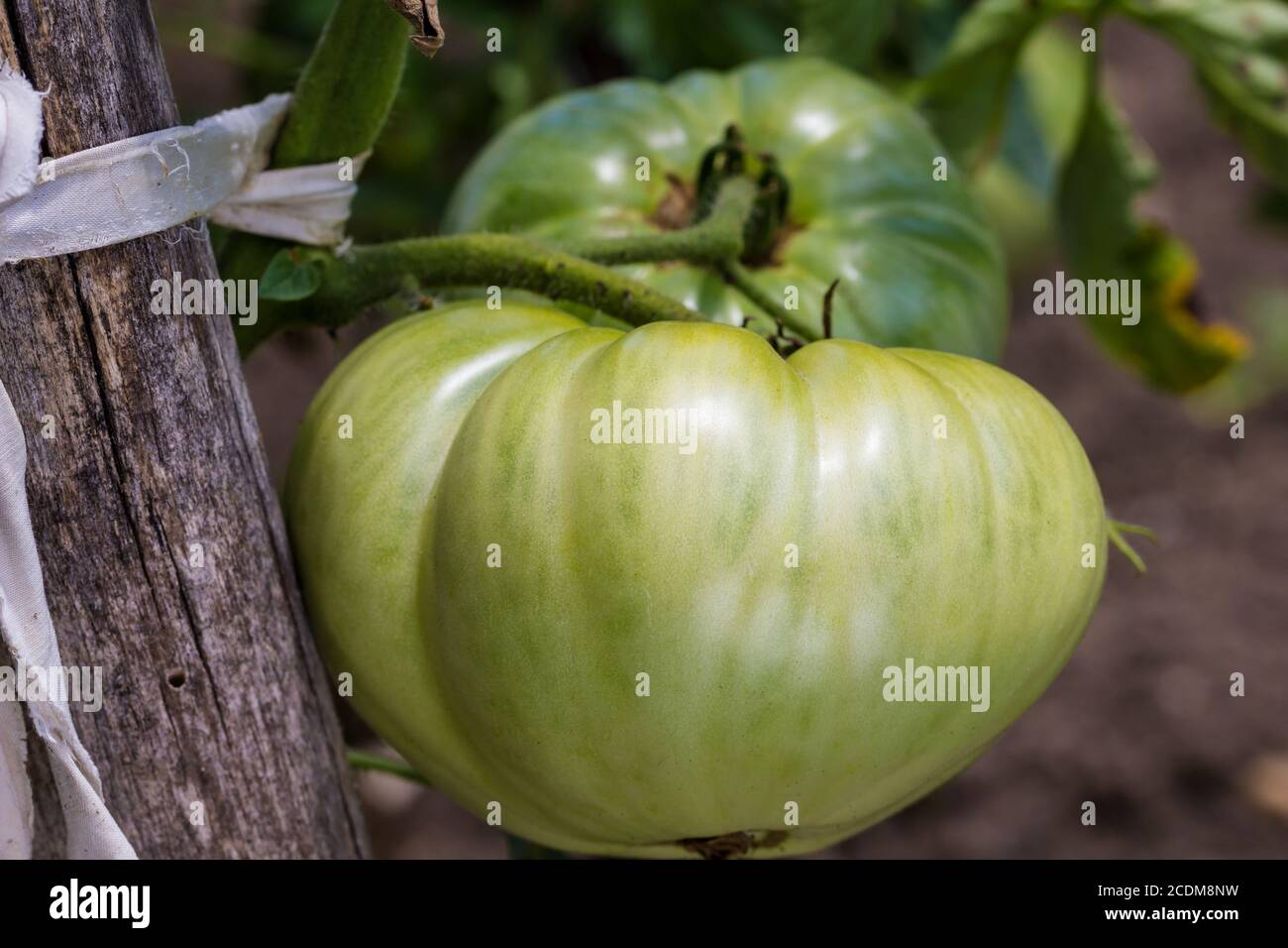 Glasshouse grown tomatoes hi-res stock photography and images - Alamy