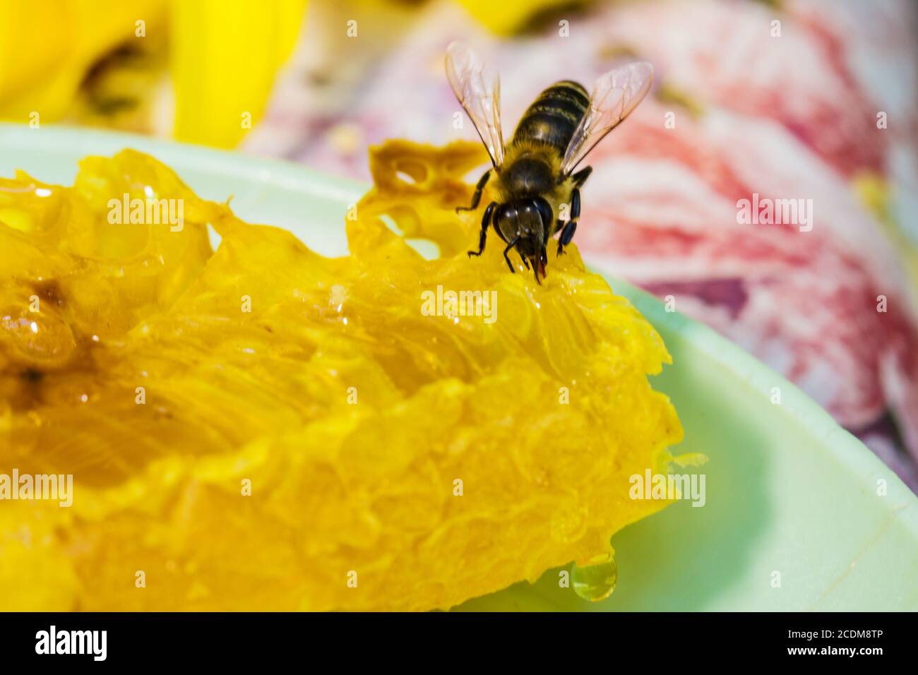 Bee gathering honey and nectar with proboscis Stock Photo - Alamy