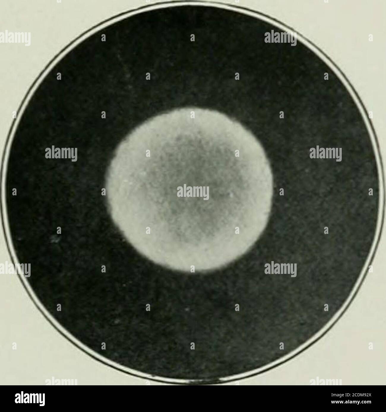 Dissecting microscope hi-res stock photography and images - Alamy