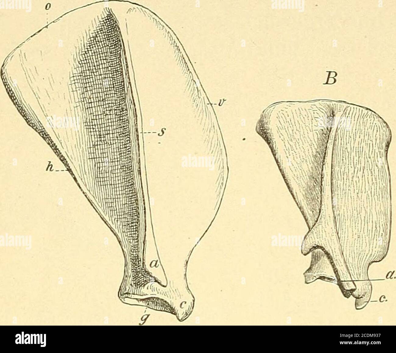 . Handbuch der Palæontologie . Fig. 11.Rechter Schultergürtel einer ...