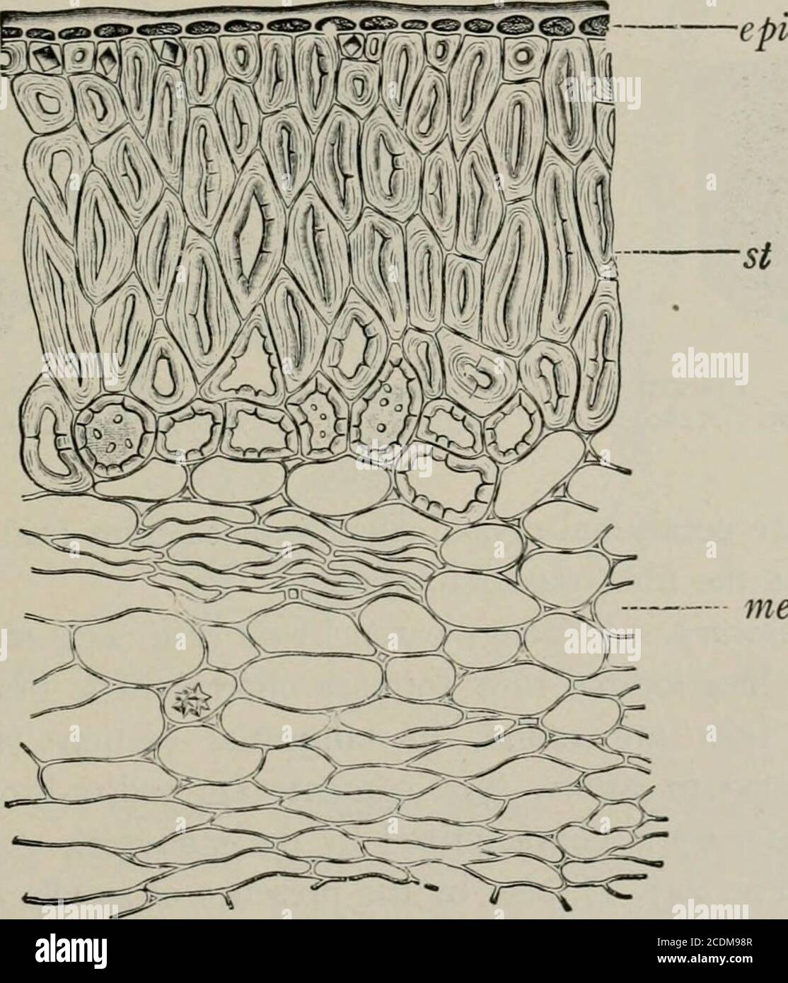 Ground Tissue Cells High Resolution Stock Photography and Images - Alamy