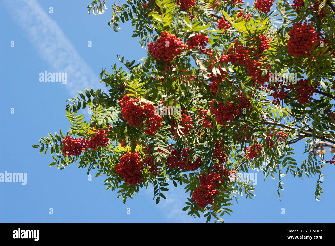 Close up rowan bush hi-res stock photography and images - Alamy