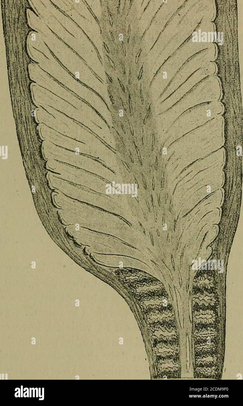 . Journal of the Bombay Natural History Society . poison—secreting ...