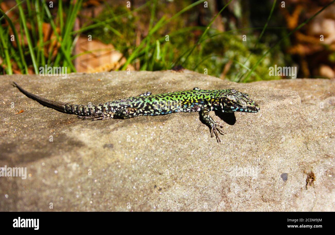common mediterranean lizard on a pebble in the rock stone in nature ...