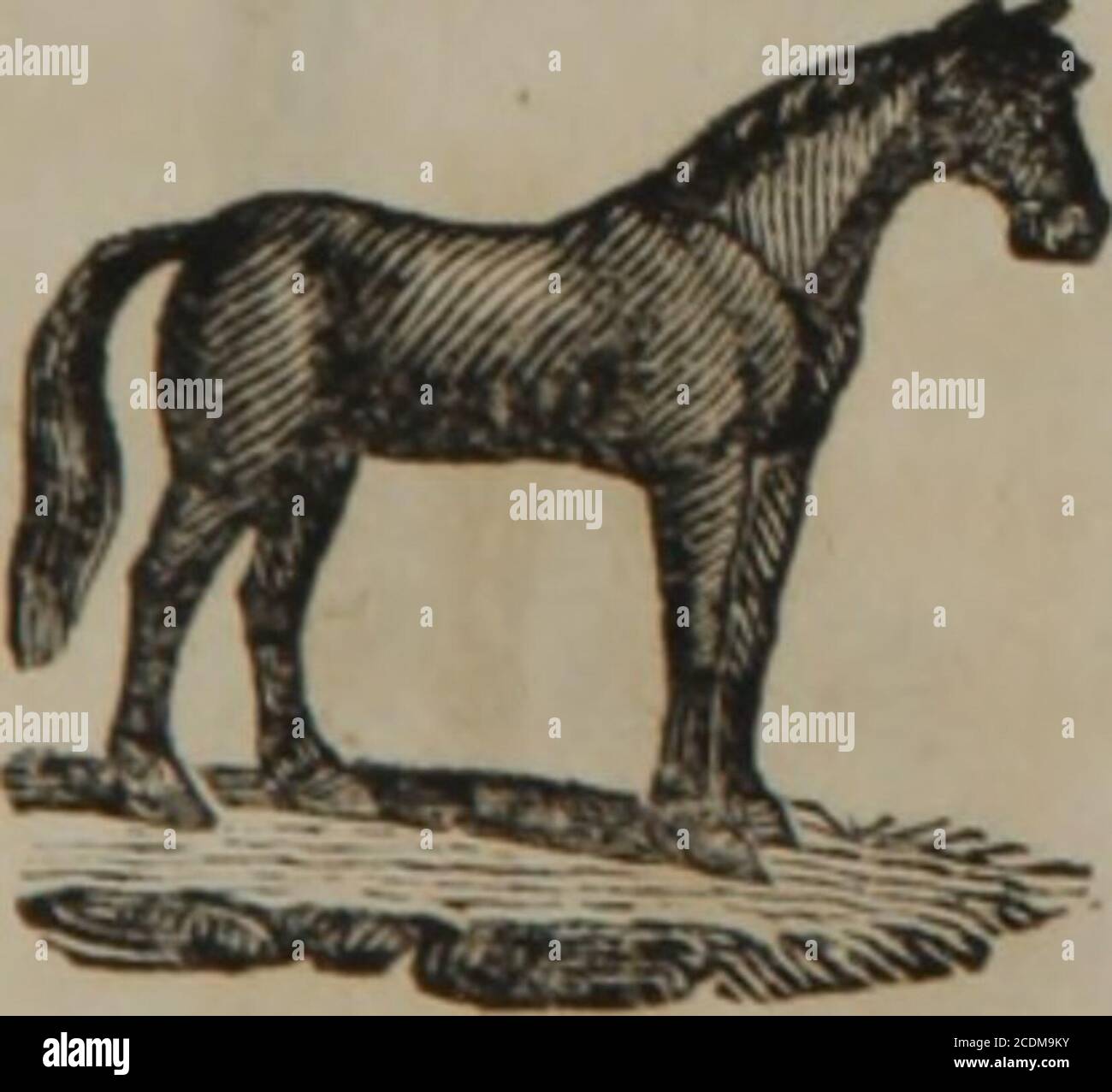 . Elementary exercises for the deaf and dumb . Globe Horse Stock Photo ...