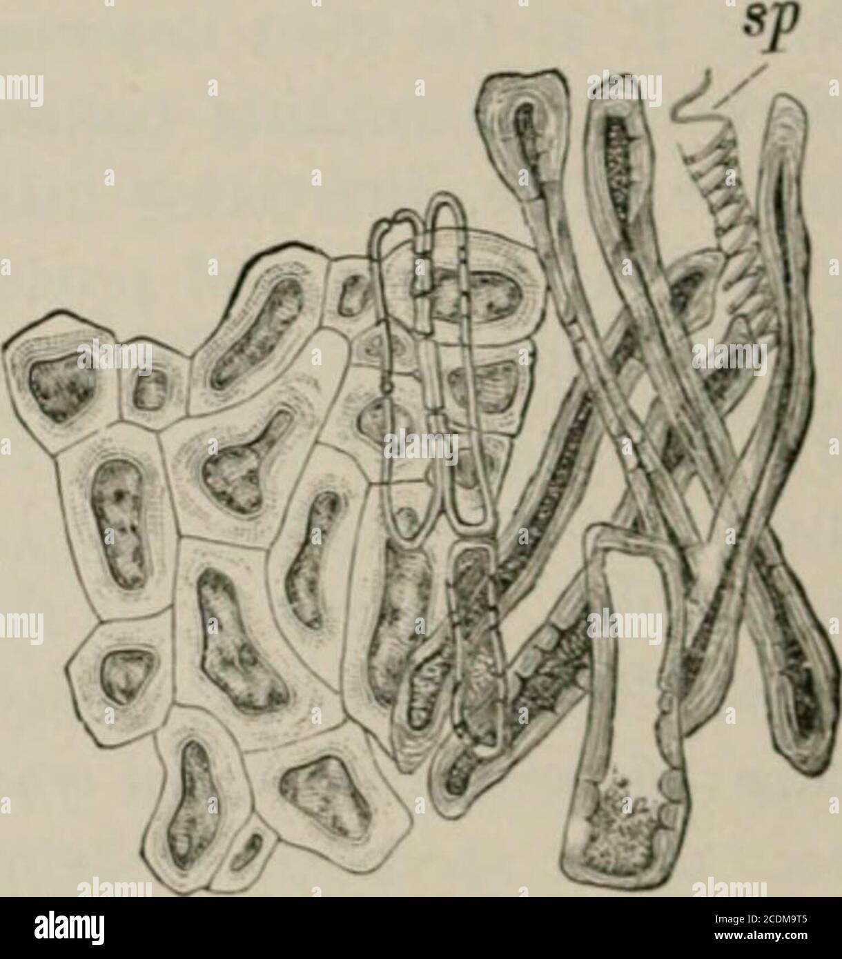 . The microscopy of vegetable foods, with special reference to the ...