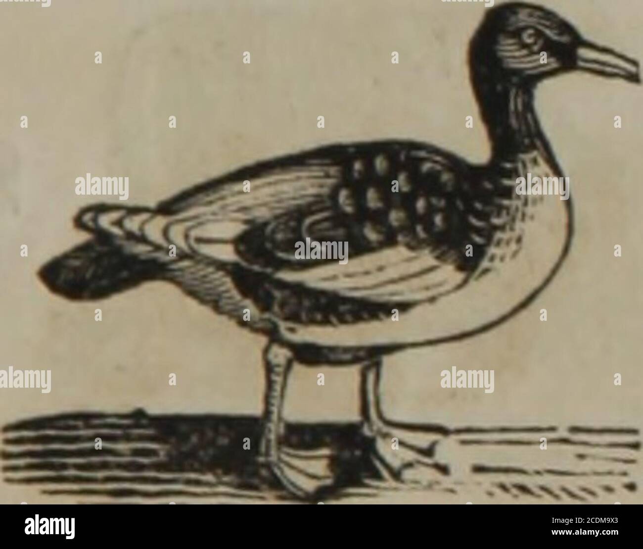 . Elementary exercises for the deaf and dumb . Grate Goose. ^vwSo.vS ...