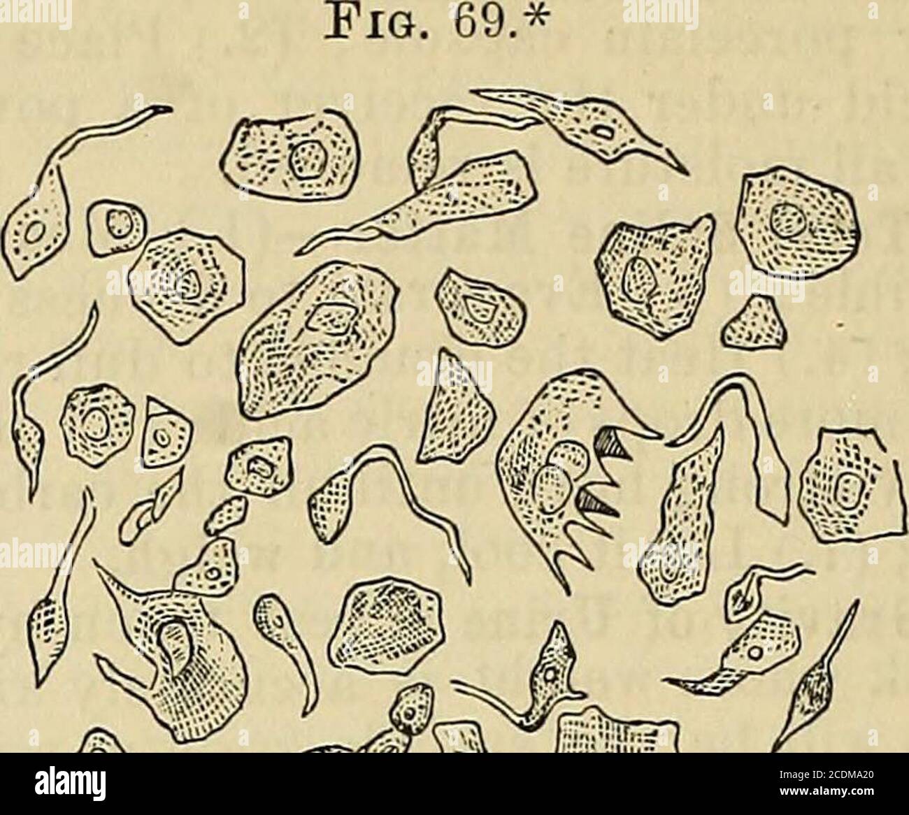 Mucus membranes hi-res stock photography and images - Alamy