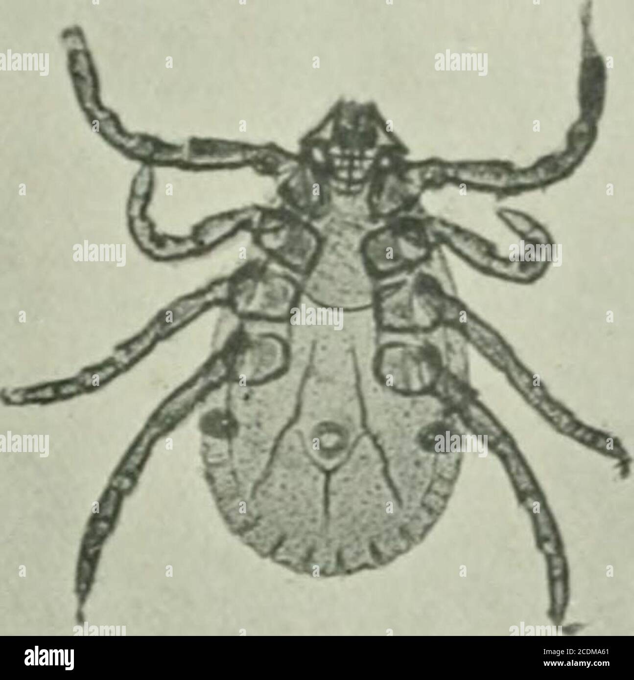 Rhipicephalus hi-res stock photography and images - Alamy