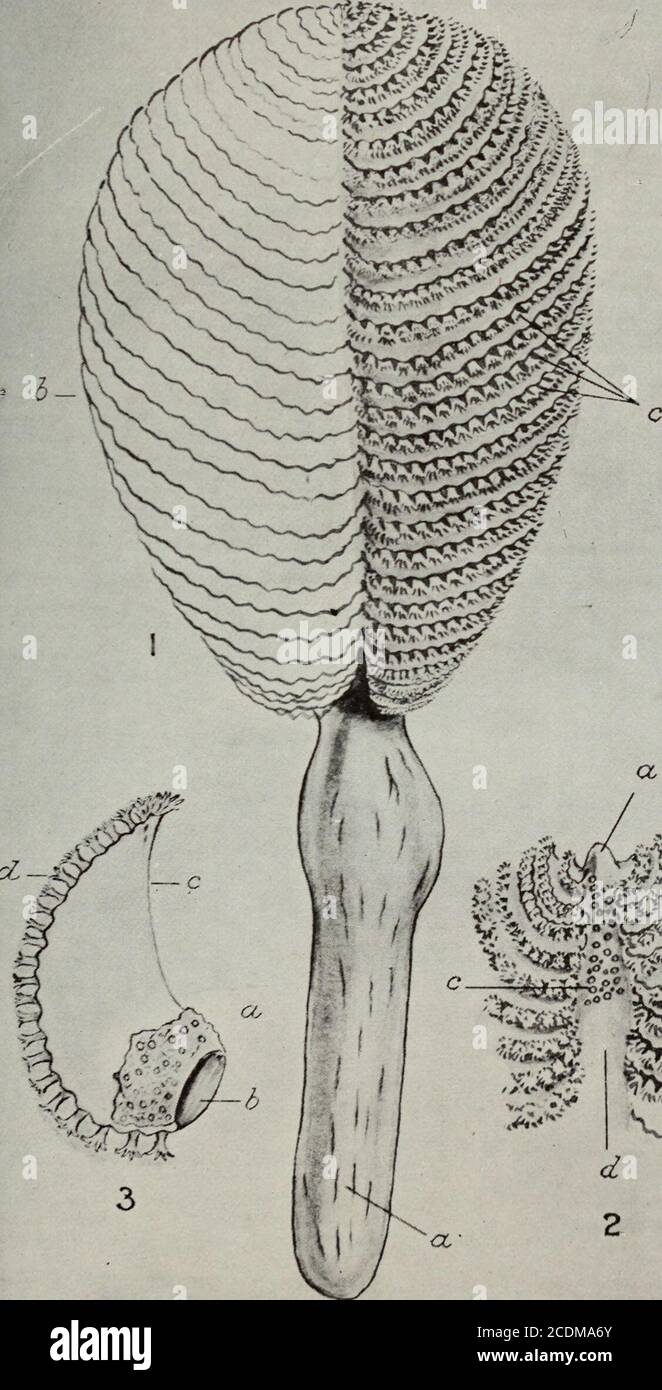 Igmo hi-res stock photography and images - Alamy