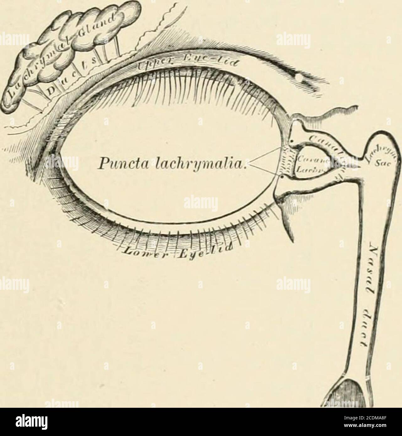 . A treatise on diseases of the eye . ptyinginto the ophthalmic vein ...