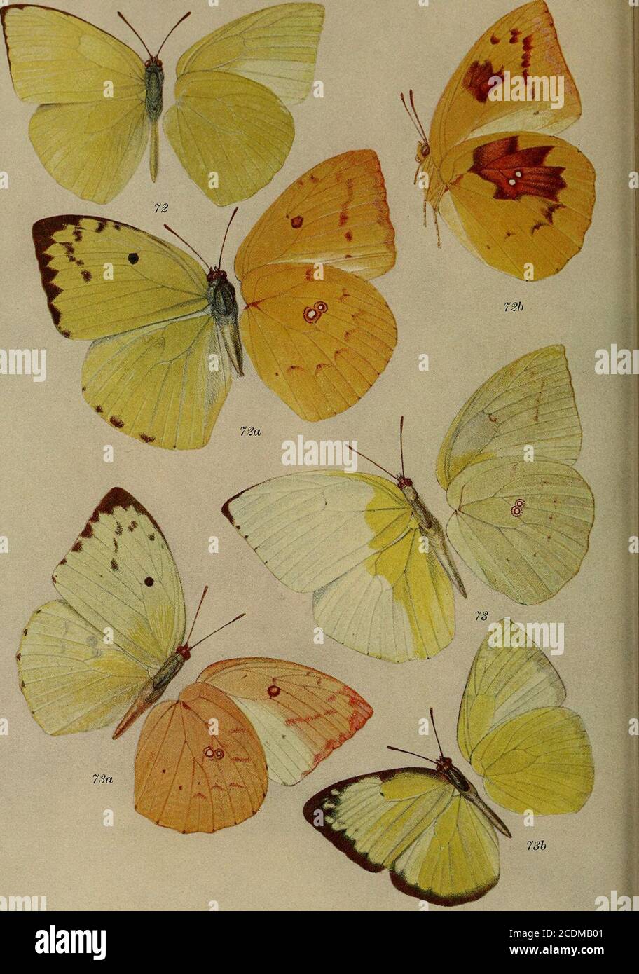 Supralabial scale hi-res stock photography and images - Alamy