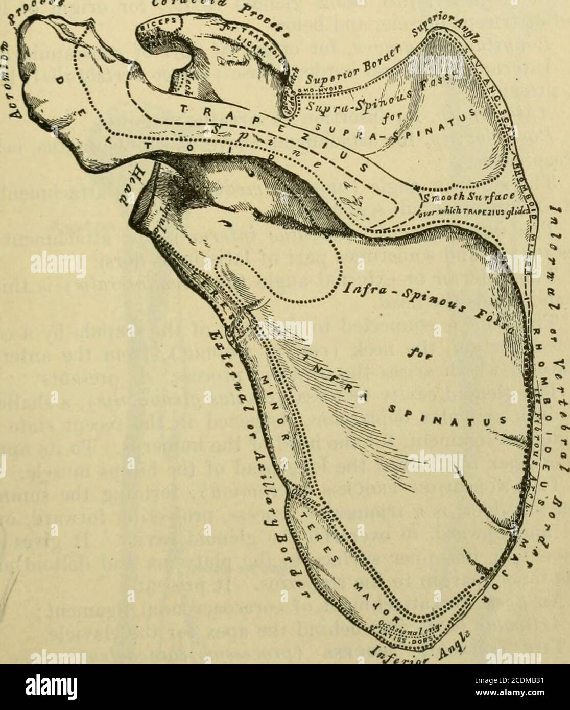 . Handbook of anatomy; being a complete compend of anatomy, including ...