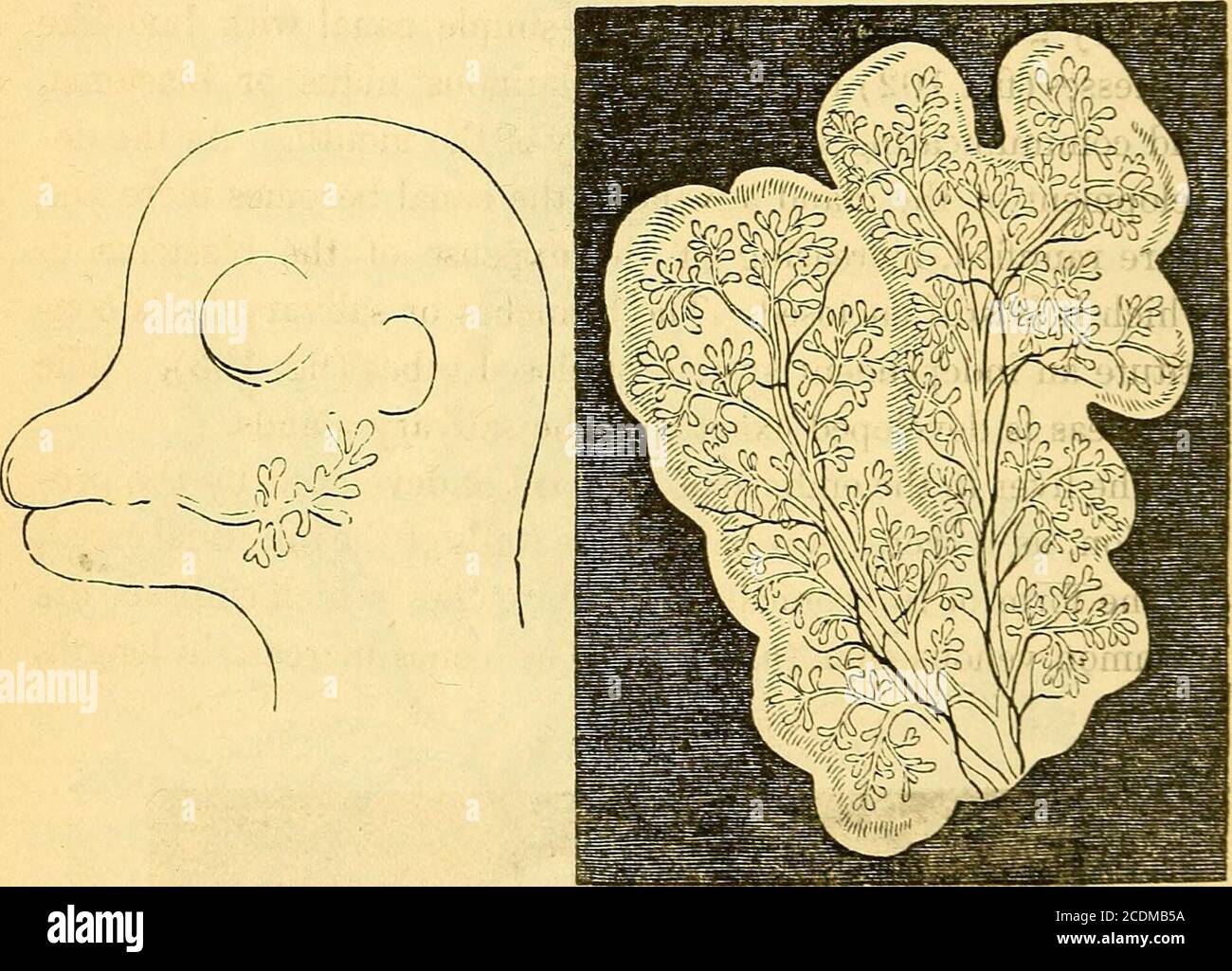 . Hand-book of physiology . * Fig. 101. An embryo dog, representing the ...