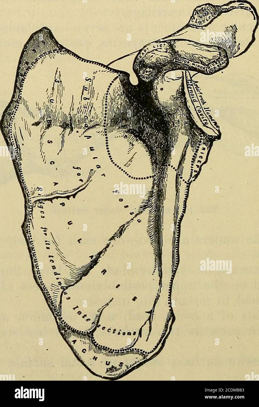 . Handbook of anatomy; being a complete compend of anatomy, including ...