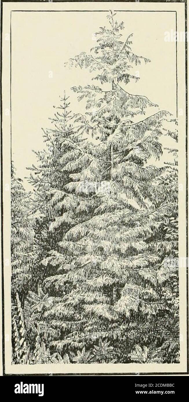 Golden tipped shoots hi-res stock photography and images - Alamy