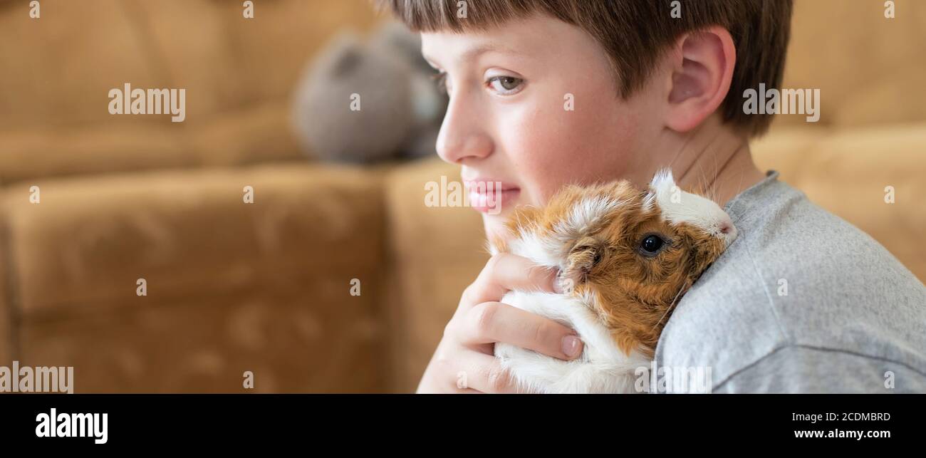boy hugs a guinea pig on his shoulder. child plays with the pet at home ...
