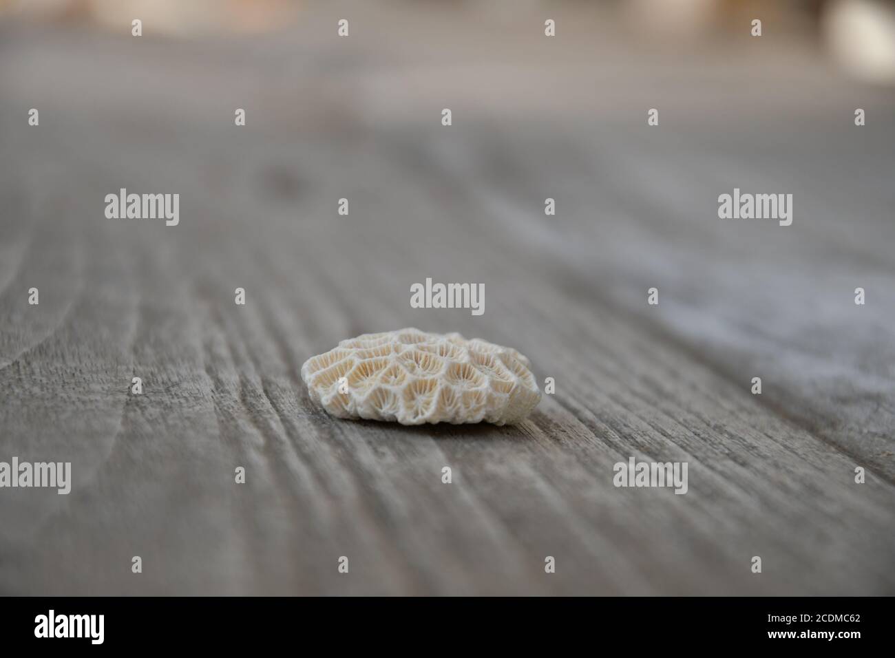Coral closeup view hi-res stock photography and images - Alamy