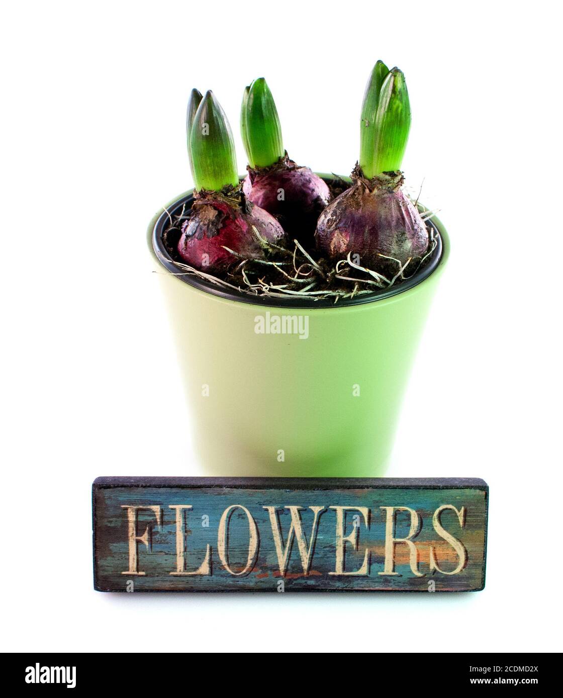 Hyacinth - 2 Stock Photo - Alamy