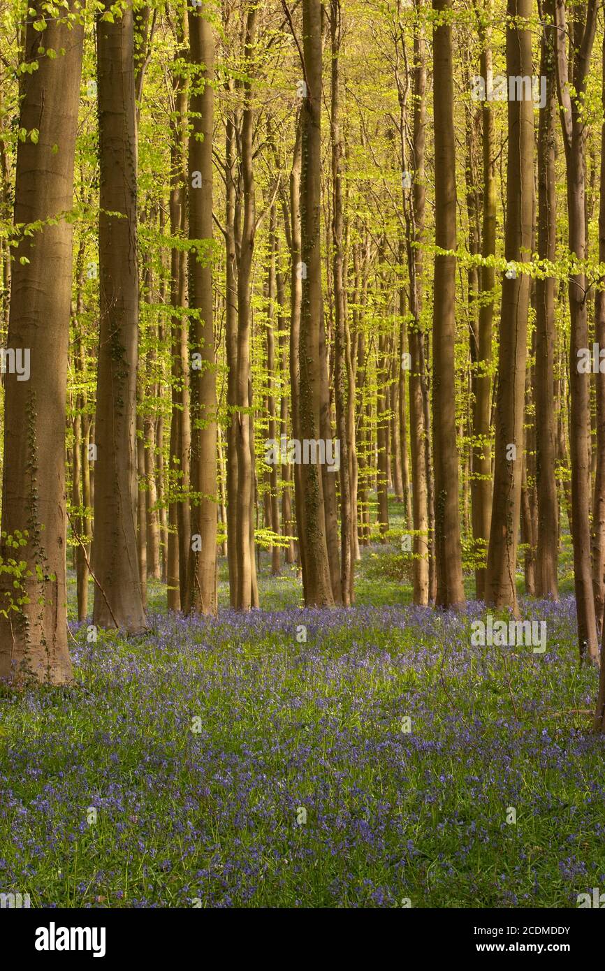 Forest in Spring - 1 Stock Photo - Alamy