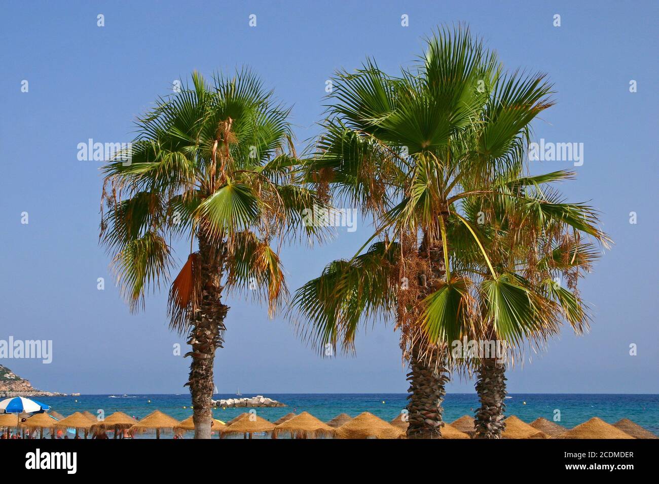 Three Palmtrees at the beach Stock Photo - Alamy