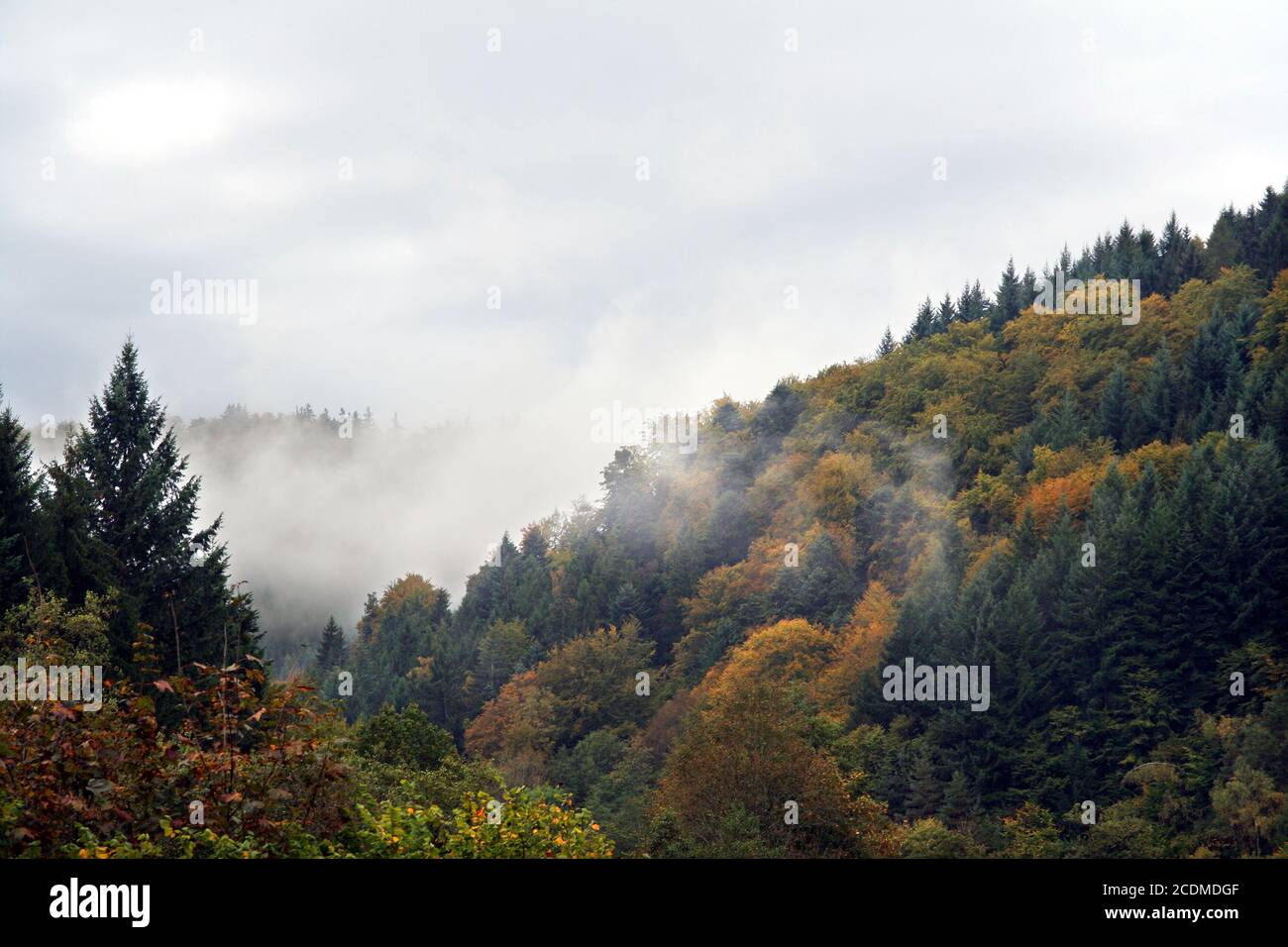 Black forest forest hi-res stock photography and images - Alamy