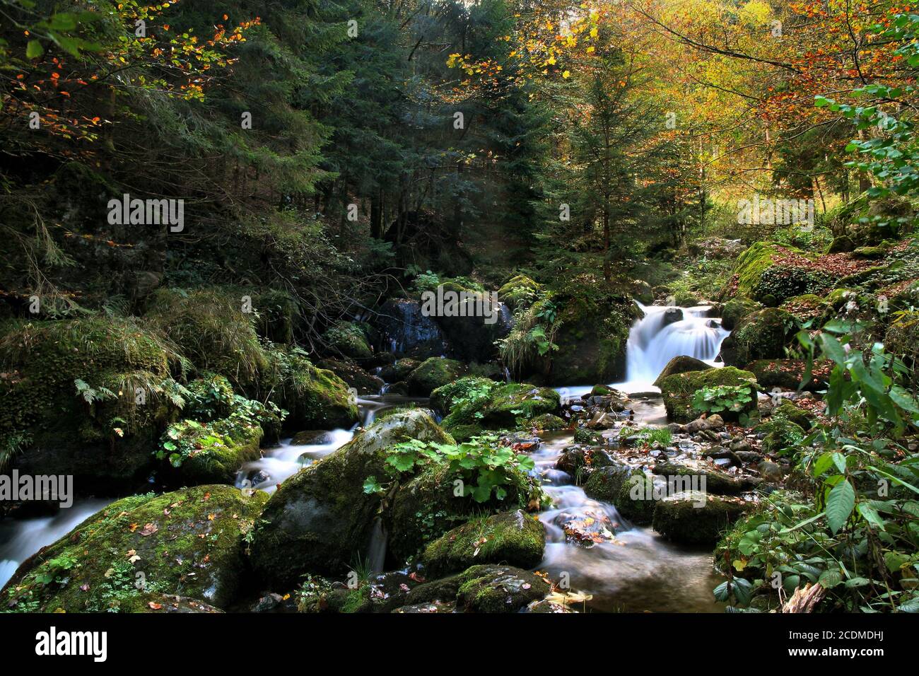 Brook run in the Black Forest, Germany Stock Photo - Alamy