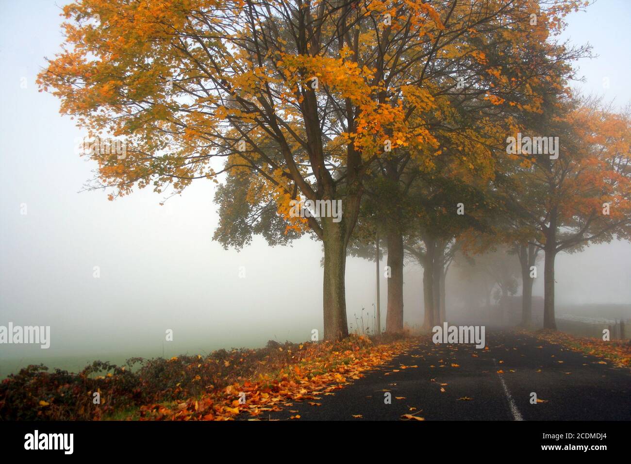 Maple ave hi-res stock photography and images - Alamy