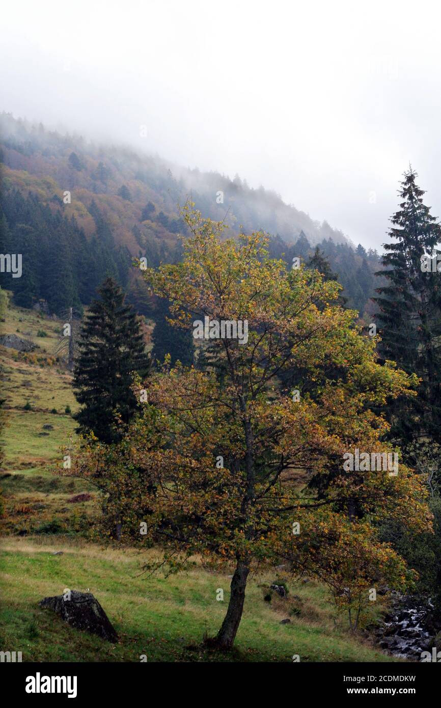 Needle forest region hi-res stock photography and images - Alamy