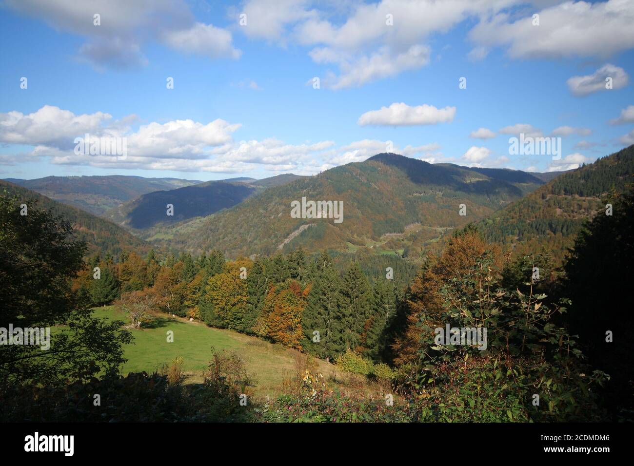 Needle forest region hi-res stock photography and images - Alamy