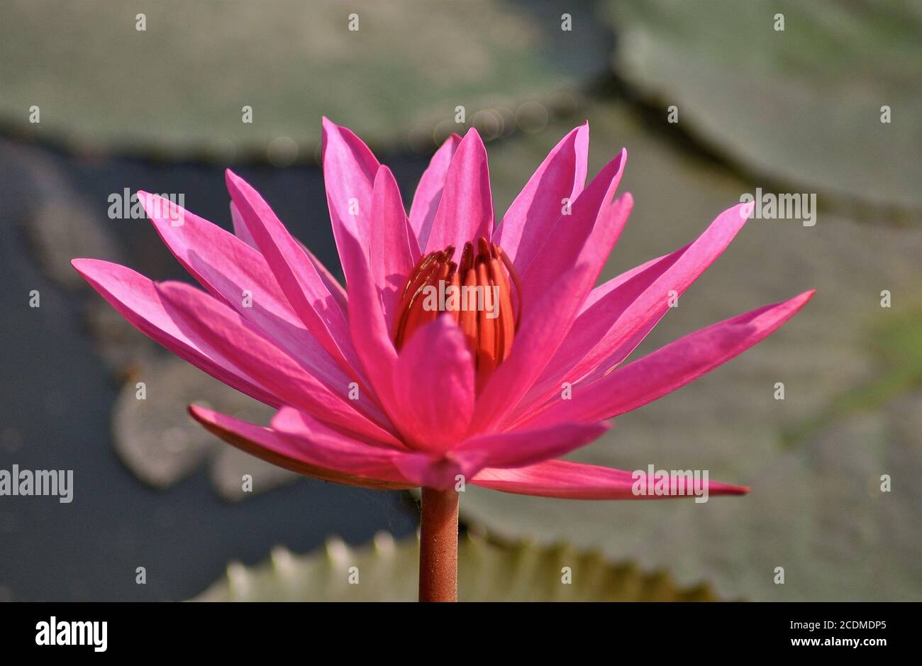 A perspective macro image of a large pink lotus blossom in full bloom ...