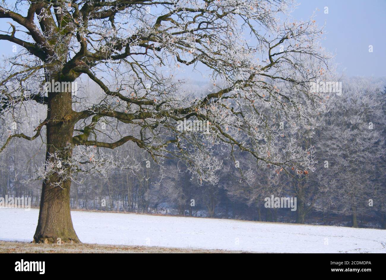 Frozen oak tree in hi-res stock photography and images - Alamy