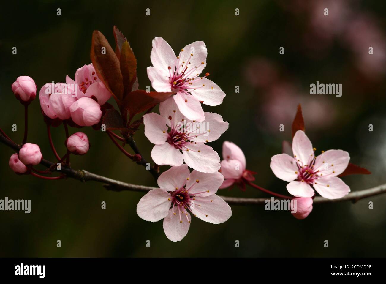 Blood plum hi-res stock photography and images - Alamy