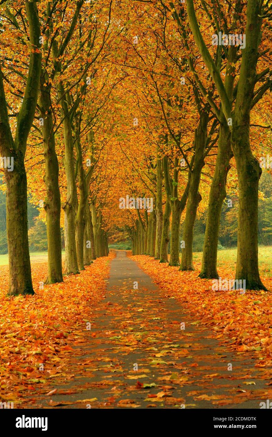 Maple and gear hi-res stock photography and images - Alamy