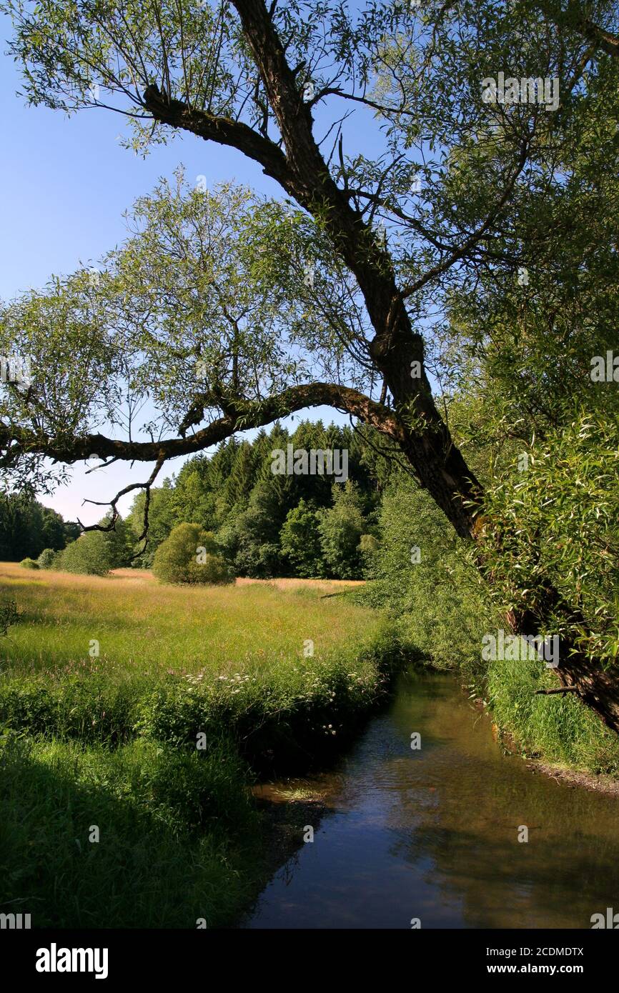 brook in spring Stock Photo - Alamy