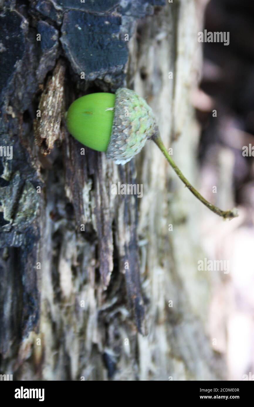 Acorn hollow hi-res stock photography and images - Alamy