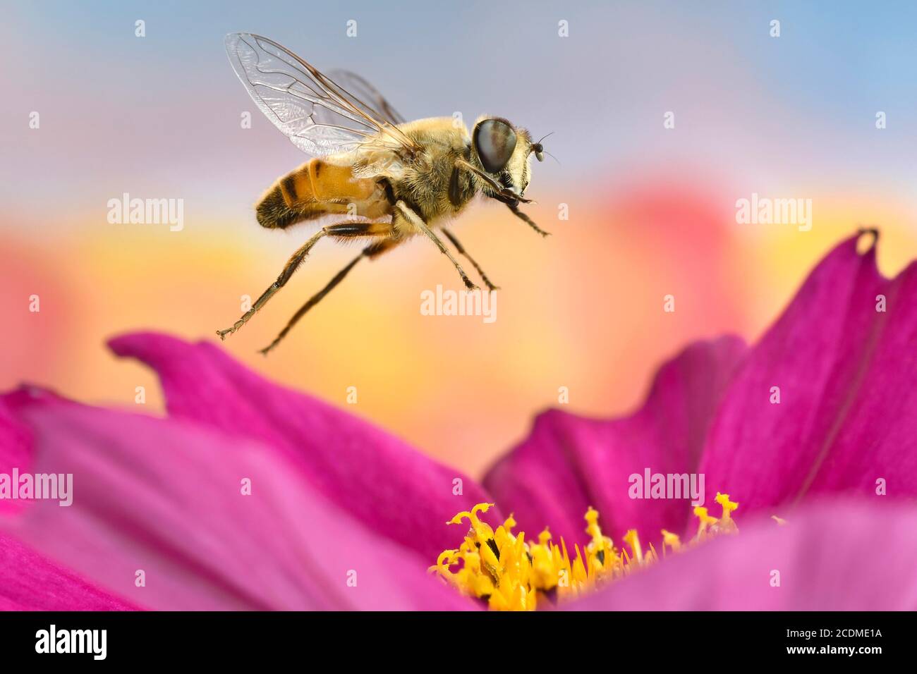 Dronefly (Eristalis tenax) in flight on a flower of s (Cosmos ...