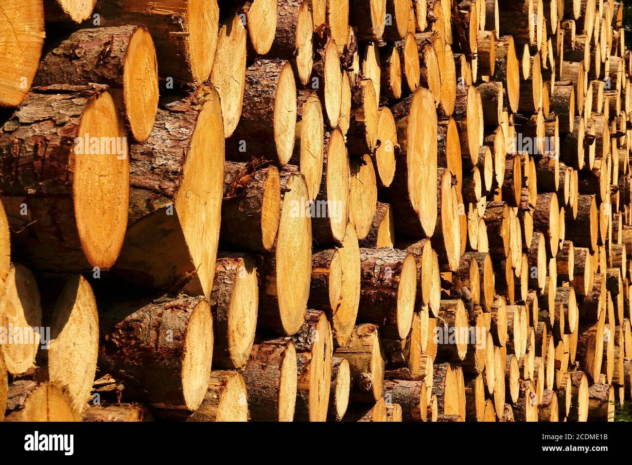 Sawn off logs hi-res stock photography and images - Alamy