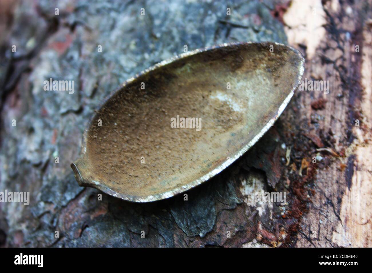 piece of an ancient steel spoon found in the ground after years of ...