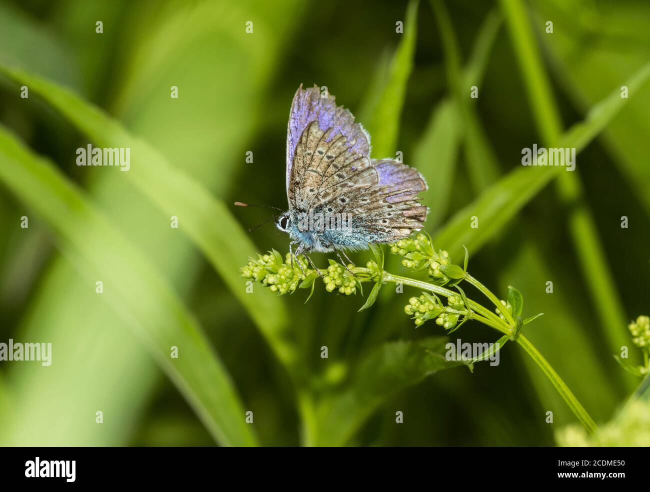 Gossamer winged butterfly (Lycaenidae), Chiemgau, Bavaria, Germany ...