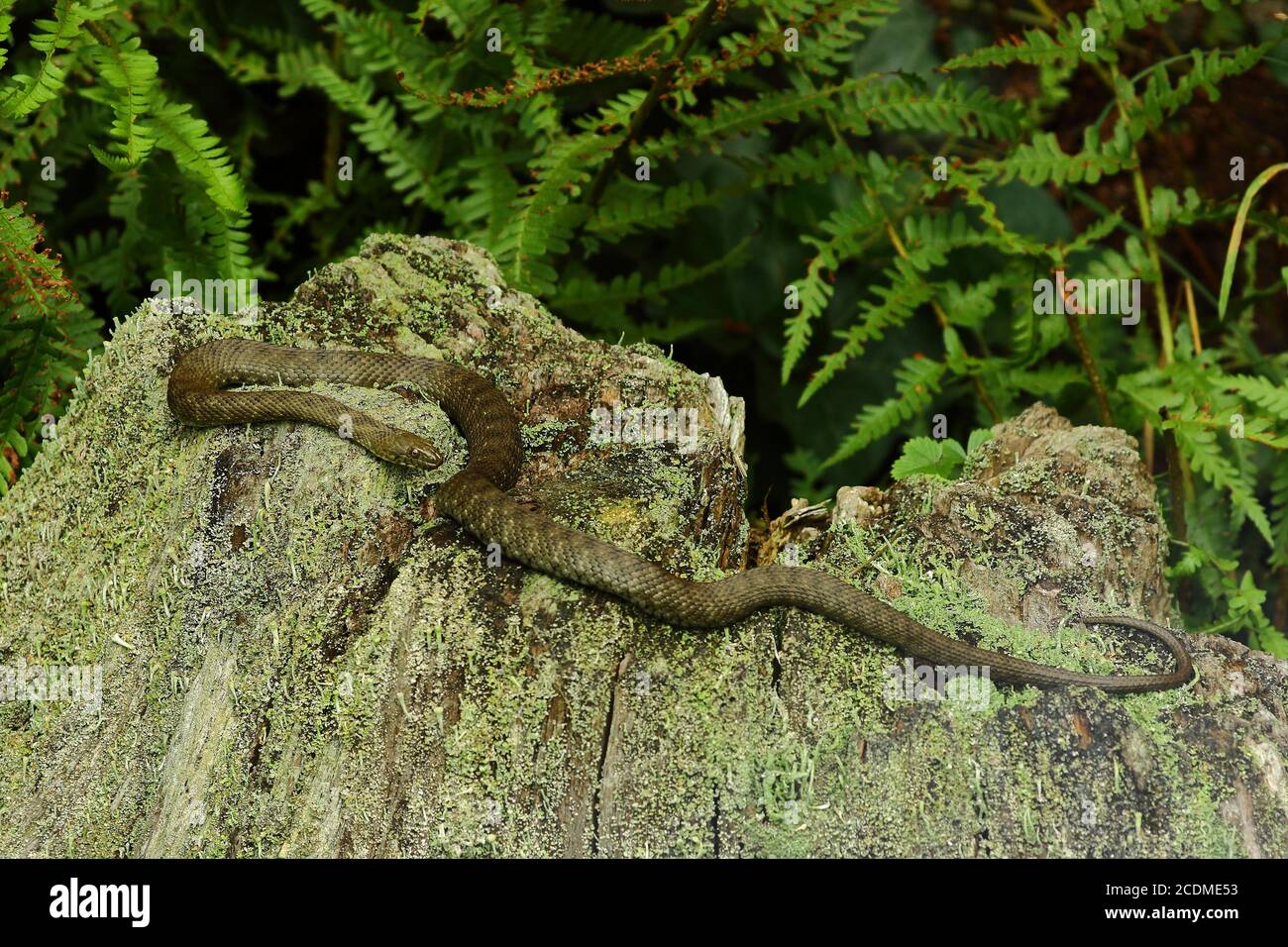 Snake zoo hi-res stock photography and images - Alamy
