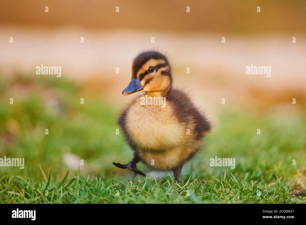Duckling waddling in the grass hi-res stock photography and images - Alamy