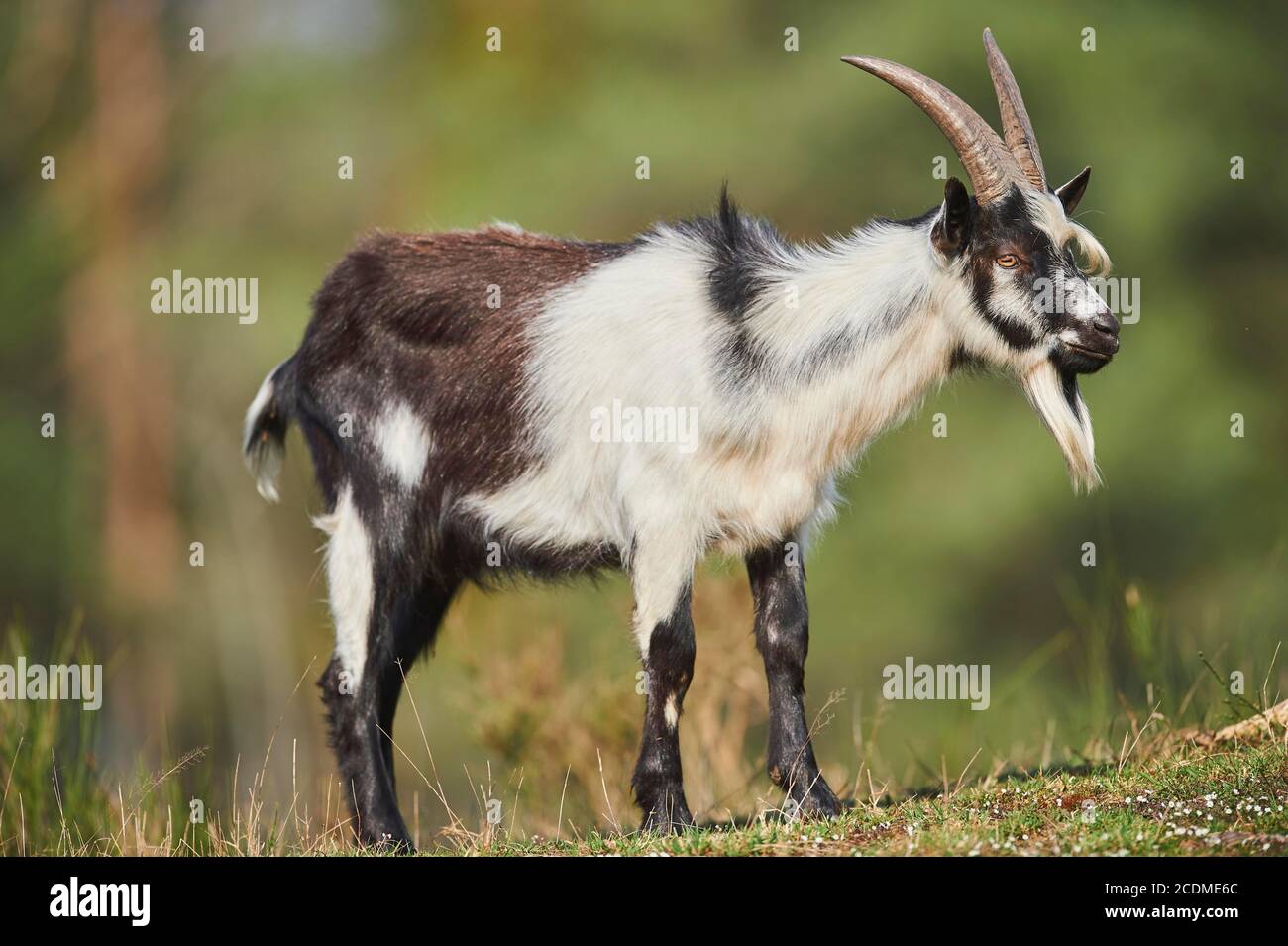 Domestic goat capra aegagrus hircus stands in a meadow hi-res stock ...